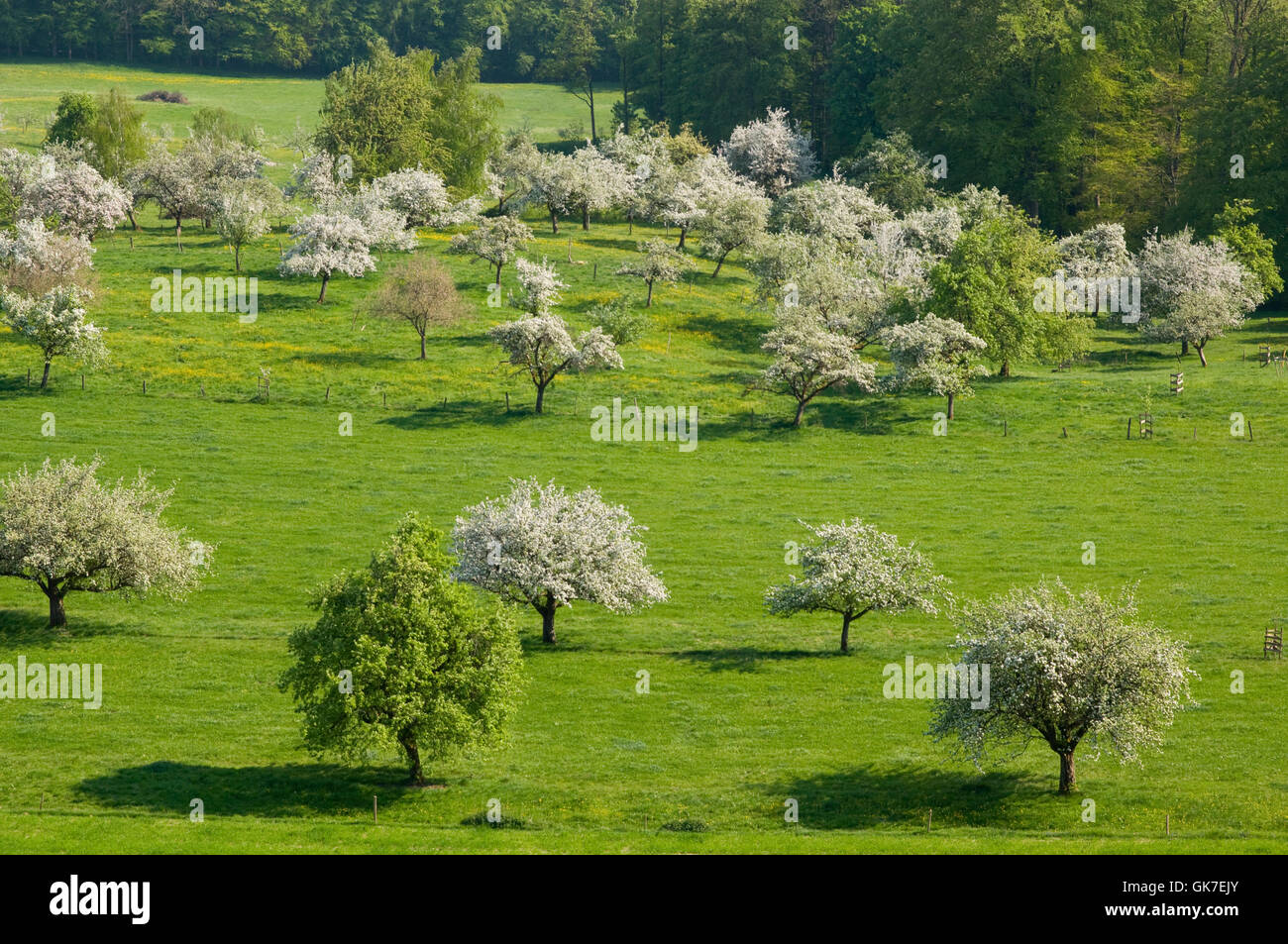orchard with flowering apple trees on lake constance Stock Photo - Alamy