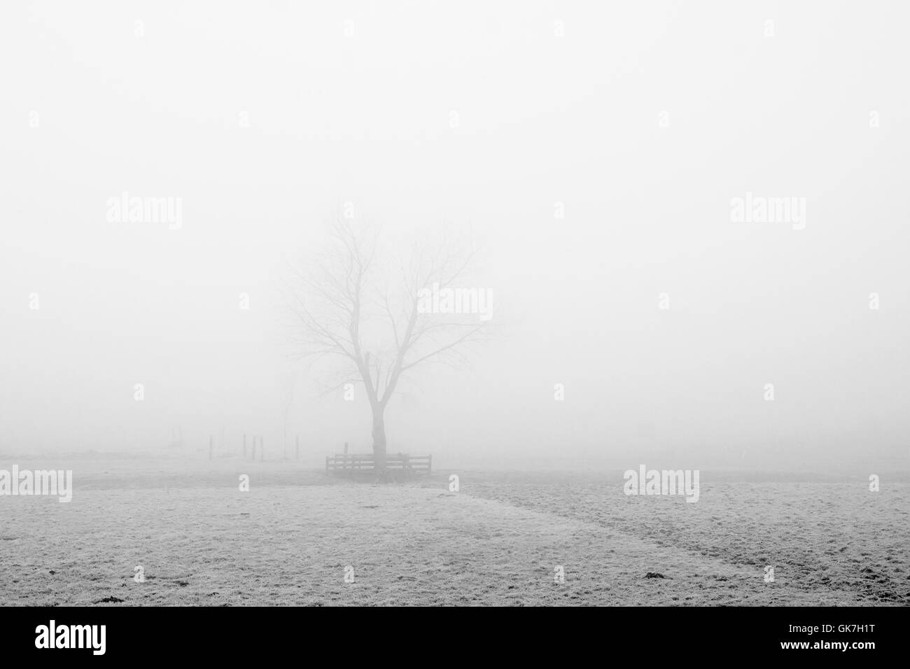 tree in a foggy landscape Stock Photo - Alamy