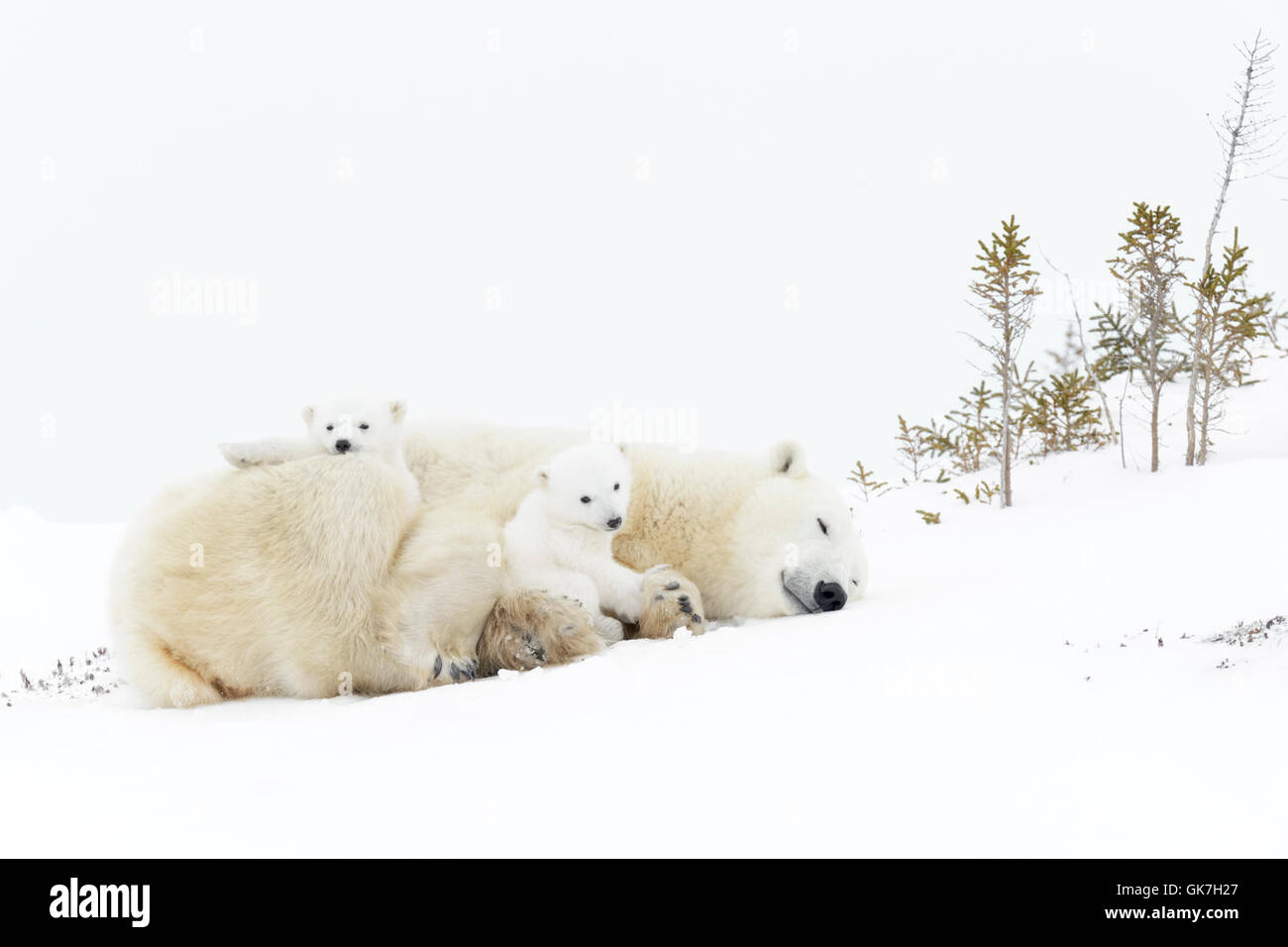 Polar bear mother (Ursus maritimus) lying down with two playing cubs, Wapusk National Park ...