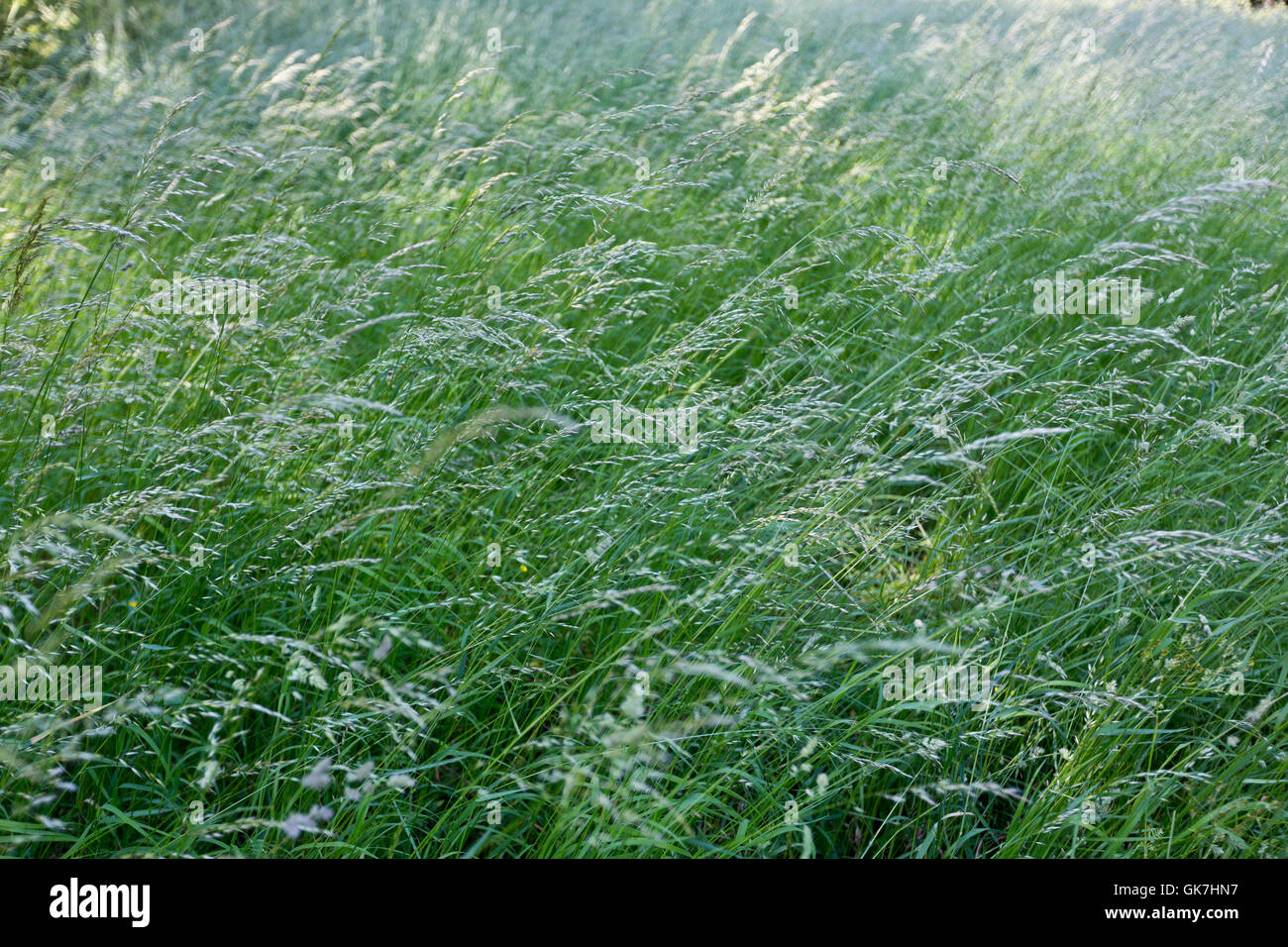 Reed grass isolated on white background Stock Photo - Alamy