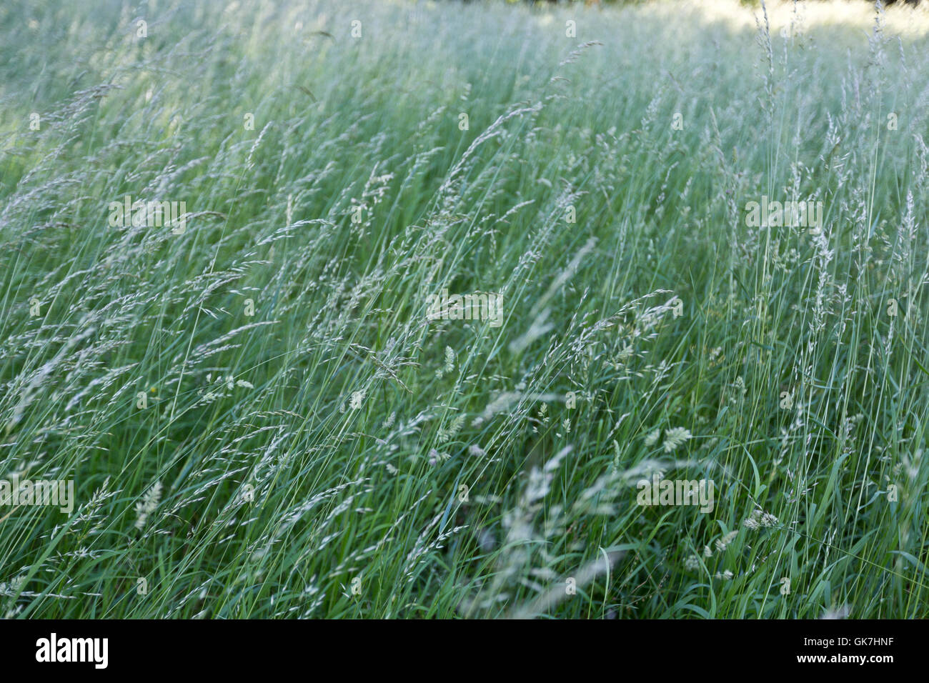Reed grass isolated on white background Stock Photo - Alamy
