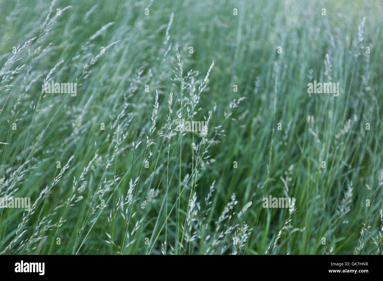Reed grass isolated on white background Stock Photo - Alamy