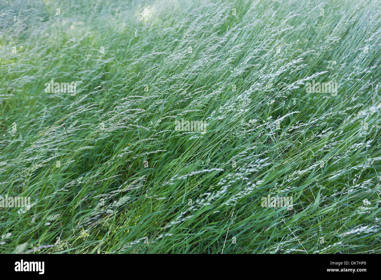 Reed grass isolated on white background Stock Photo - Alamy