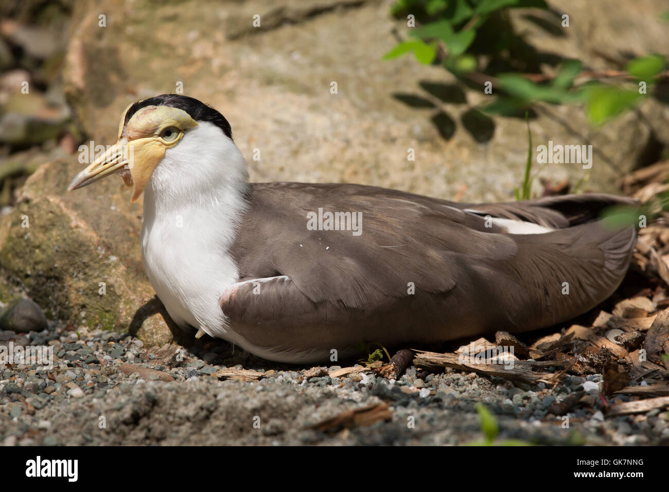 Masked lapwing (Vanellus miles miles), also known as the masked plover ...