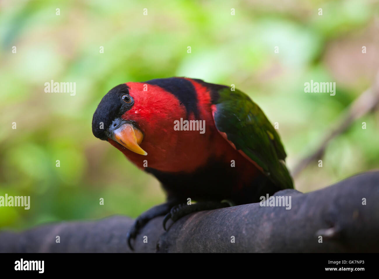 Black-capped lory (Lorius lory erythrothorax), also known as the tricolored lory. Wildlife ...