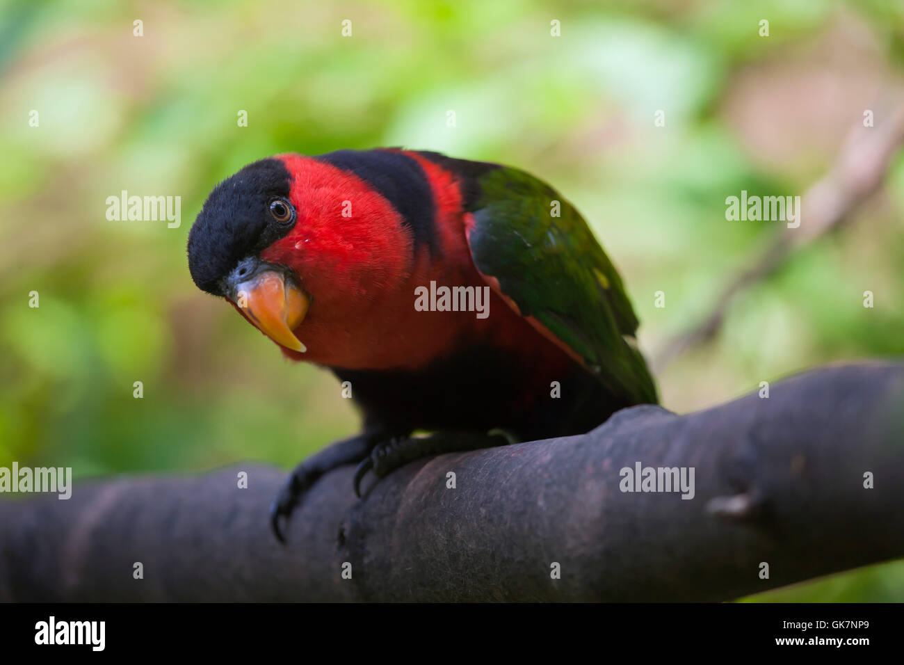 Black-capped lory (Lorius lory erythrothorax), also known as the ...