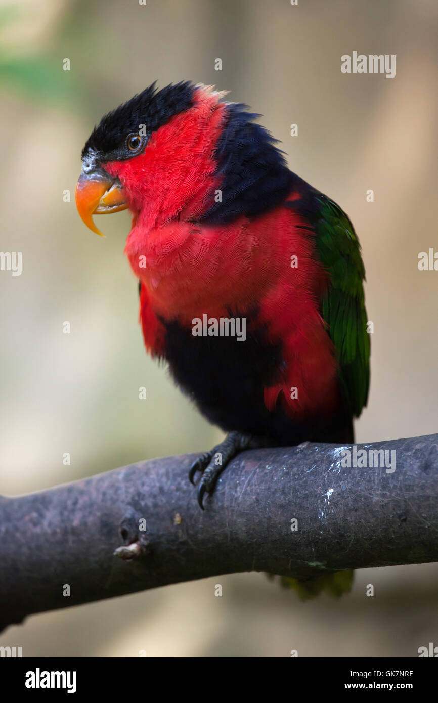 Black-capped lory (Lorius lory erythrothorax), also known as the ...