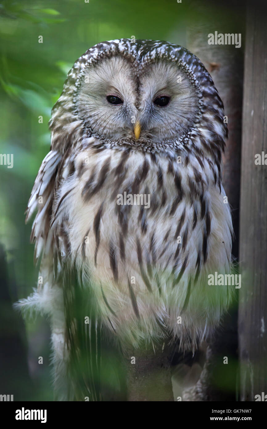 Ural owl (Strix uralensis). Wildlife animal Stock Photo - Alamy