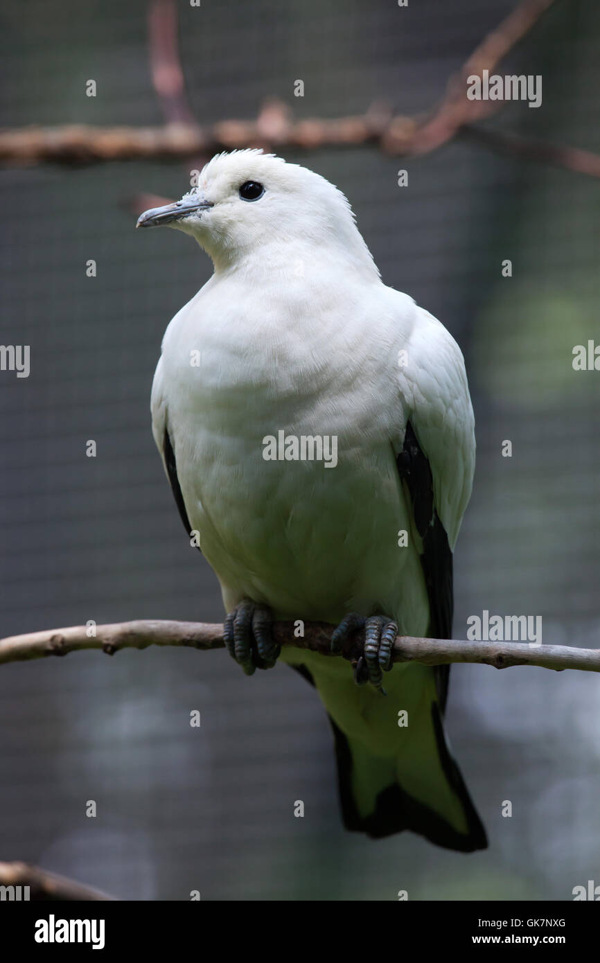 Pied imperial pigeon (Ducula bicolor). Wildlife animal Stock Photo - Alamy