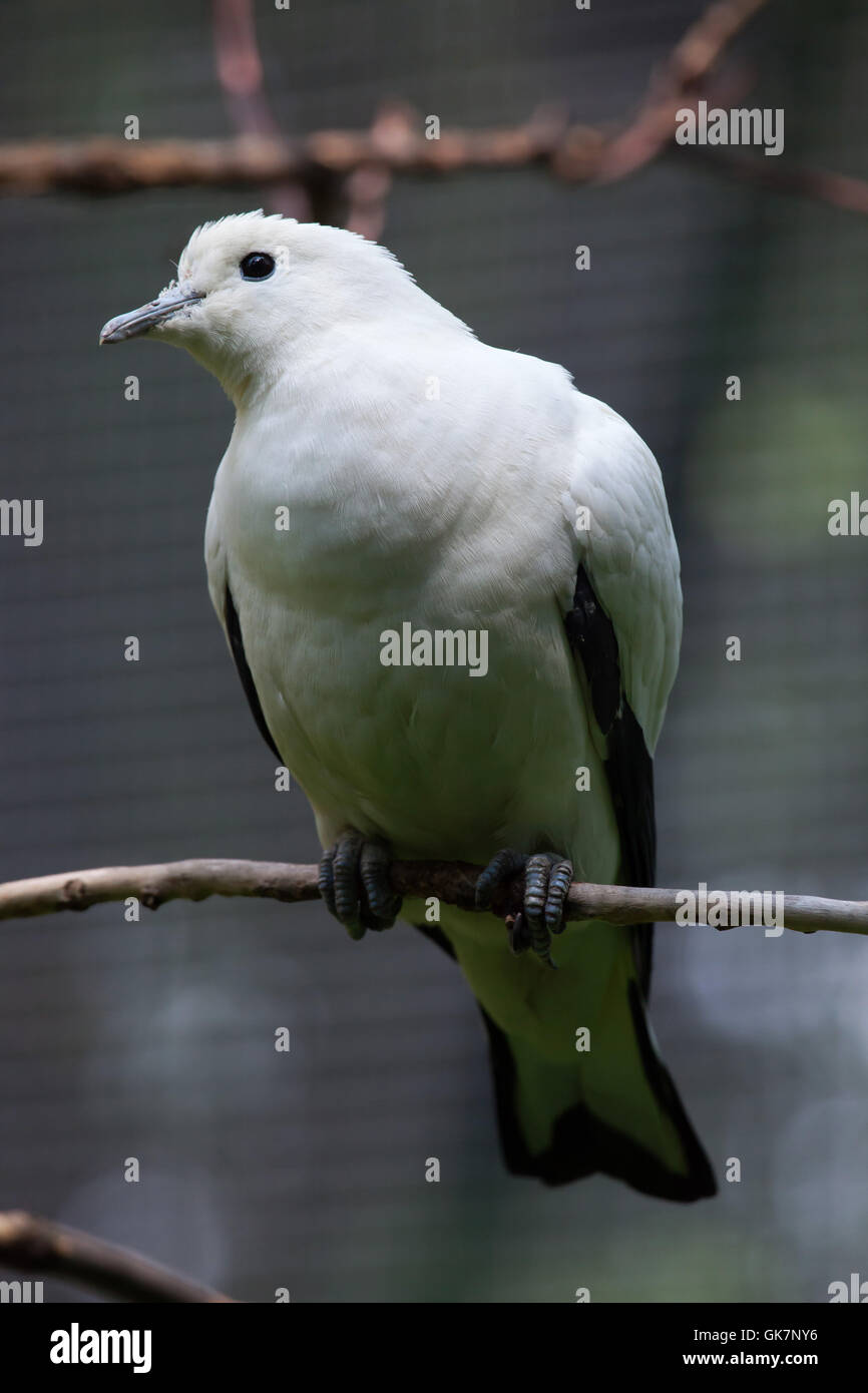 Pied imperial pigeon (Ducula bicolor). Wildlife animal Stock Photo - Alamy