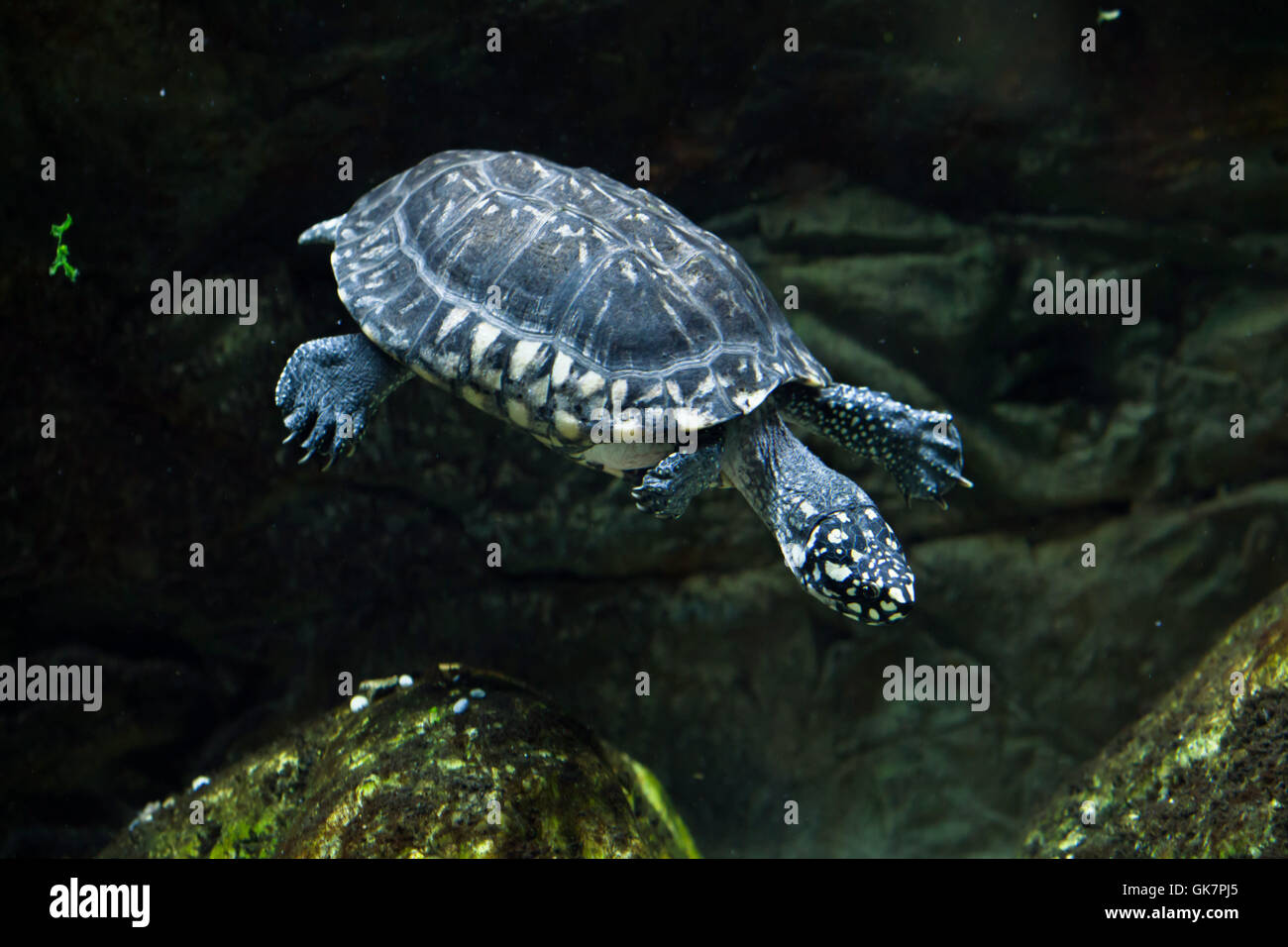 Black pond turtle (Geoclemys hamiltonii), also known as the Indian ...