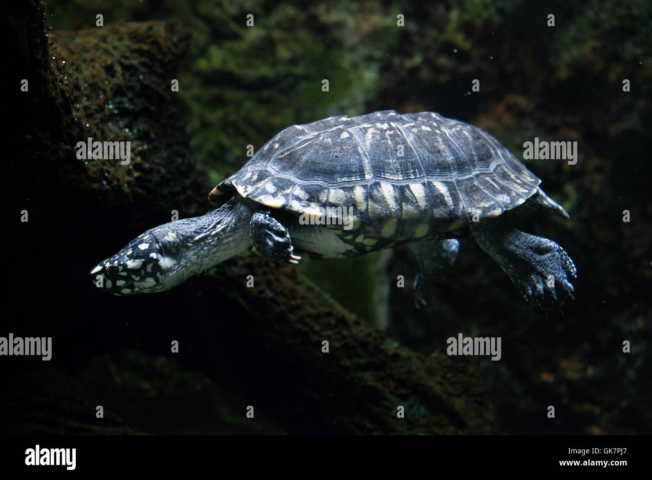 Black pond turtle (Geoclemys hamiltonii), also known as the Indian ...