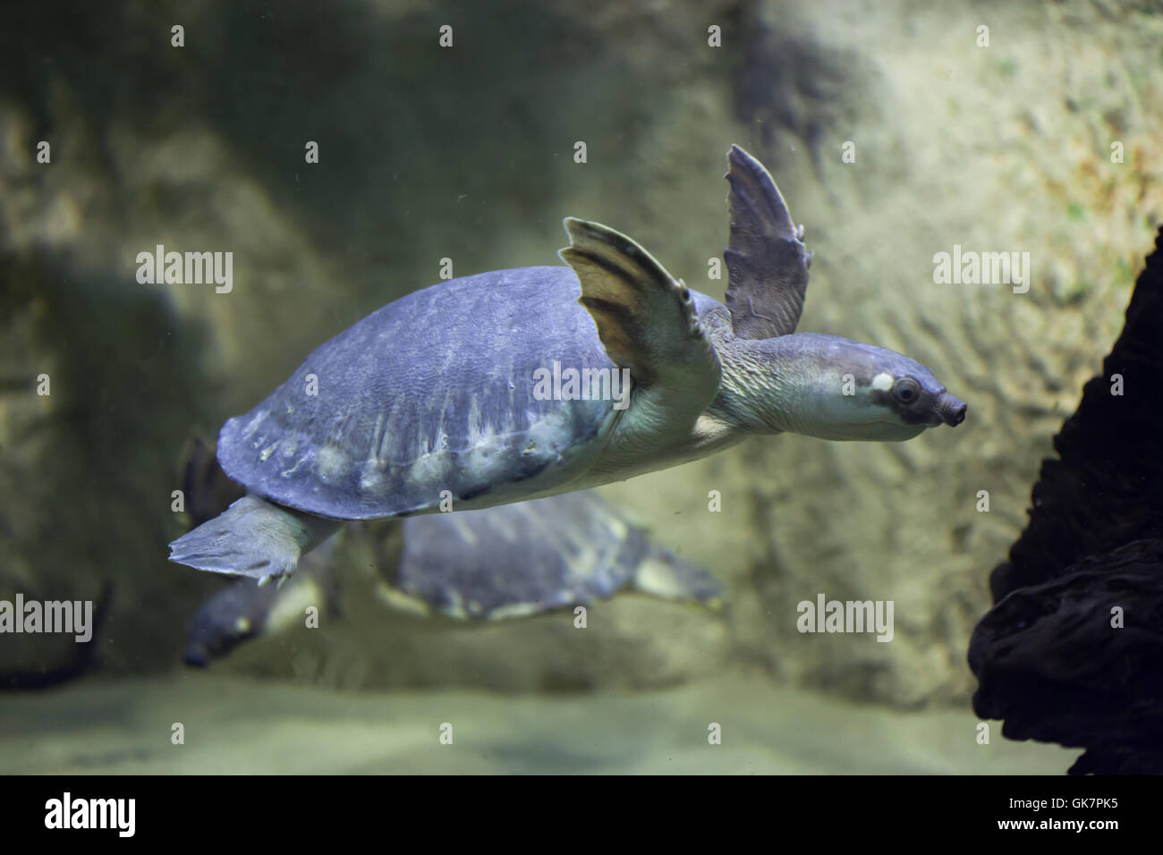 River turtle hi-res stock photography and images - Alamy