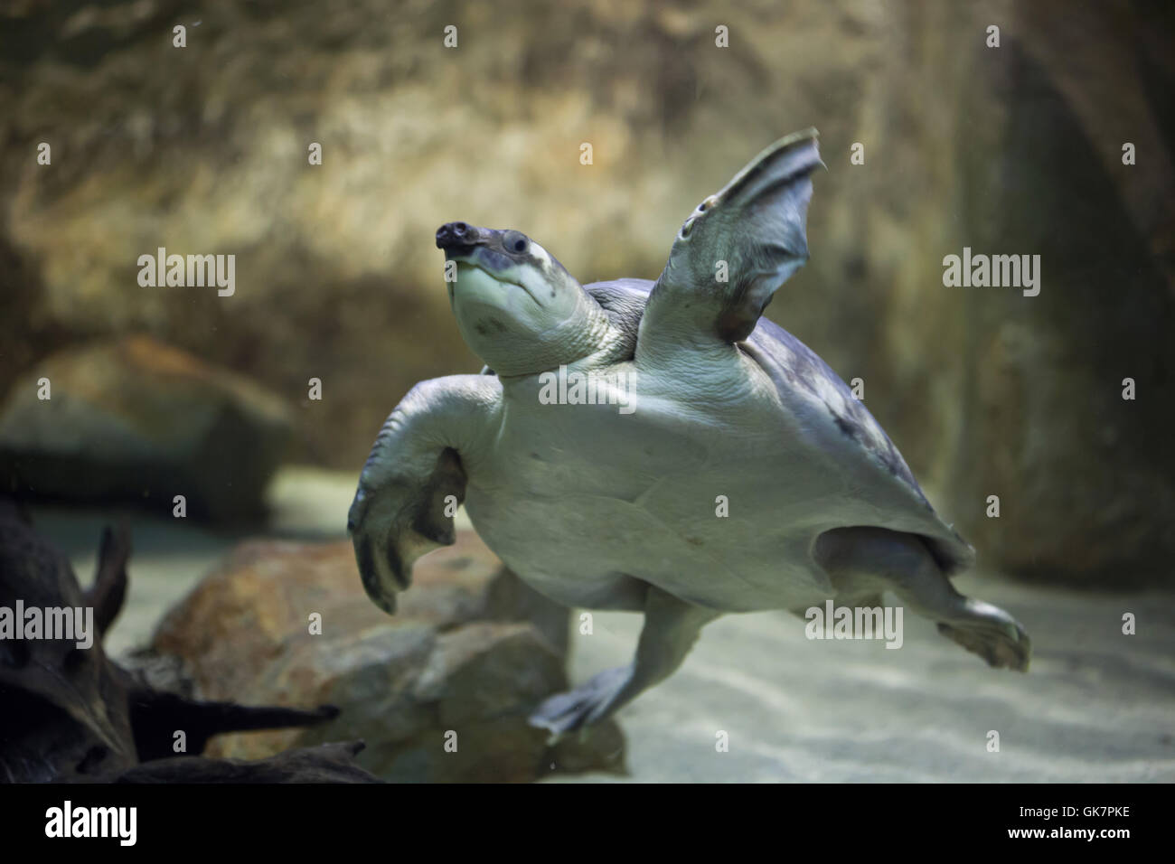 Pig-nosed turtle (Carettochelys insculpta), also known as the Fly River ...