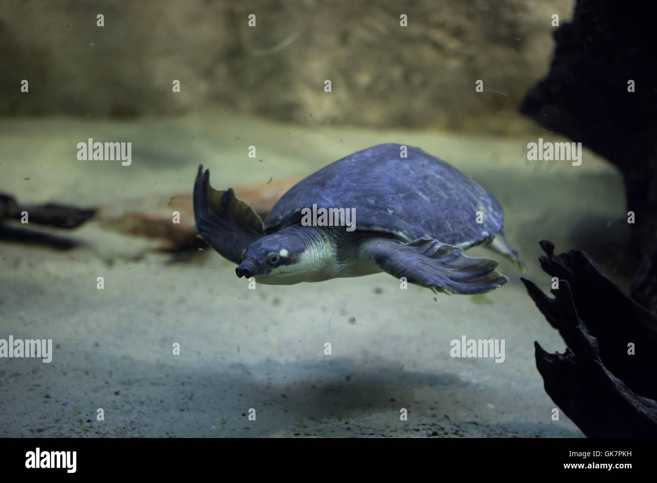 Pig-nosed turtle (Carettochelys insculpta), also known as the Fly River ...