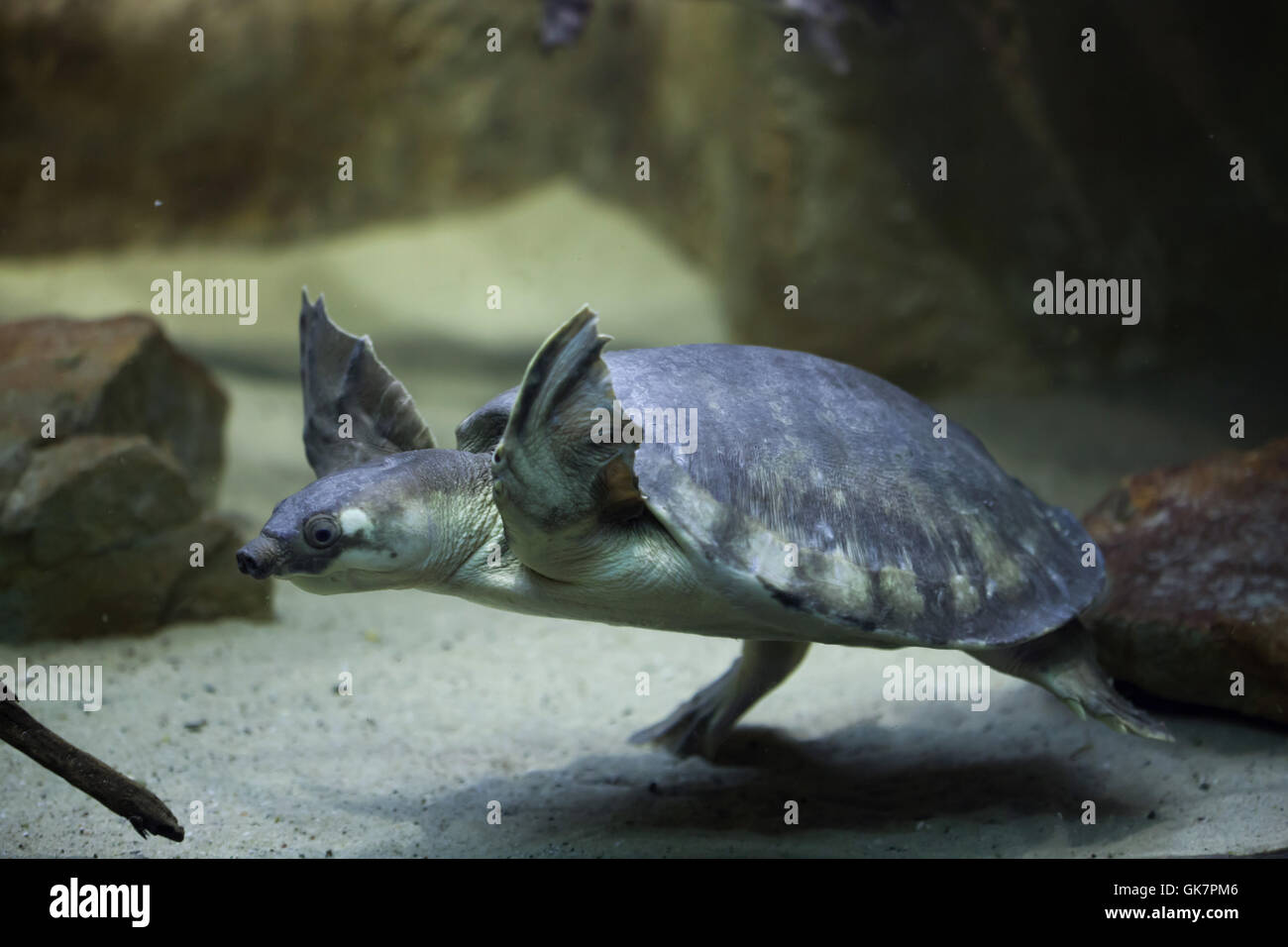 Pig-nosed turtle (Carettochelys insculpta), also known as the Fly River ...