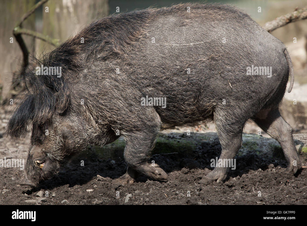 Visayan warty pig (Sus cebifrons). Wildlife animal Stock Photo - Alamy