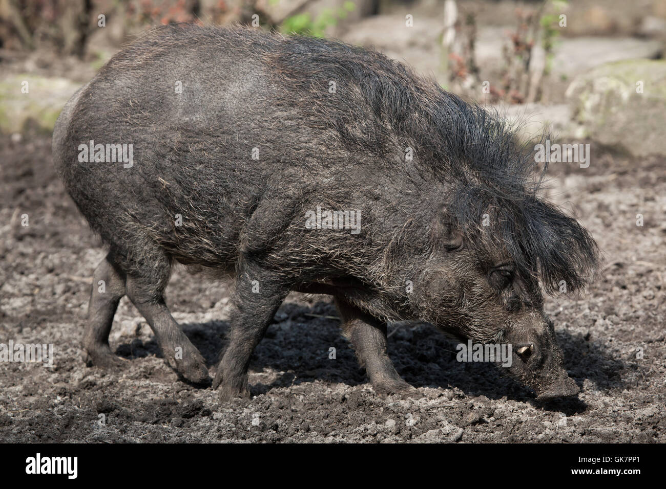 Visayan warty pig (Sus cebifrons). Wildlife animal Stock Photo - Alamy