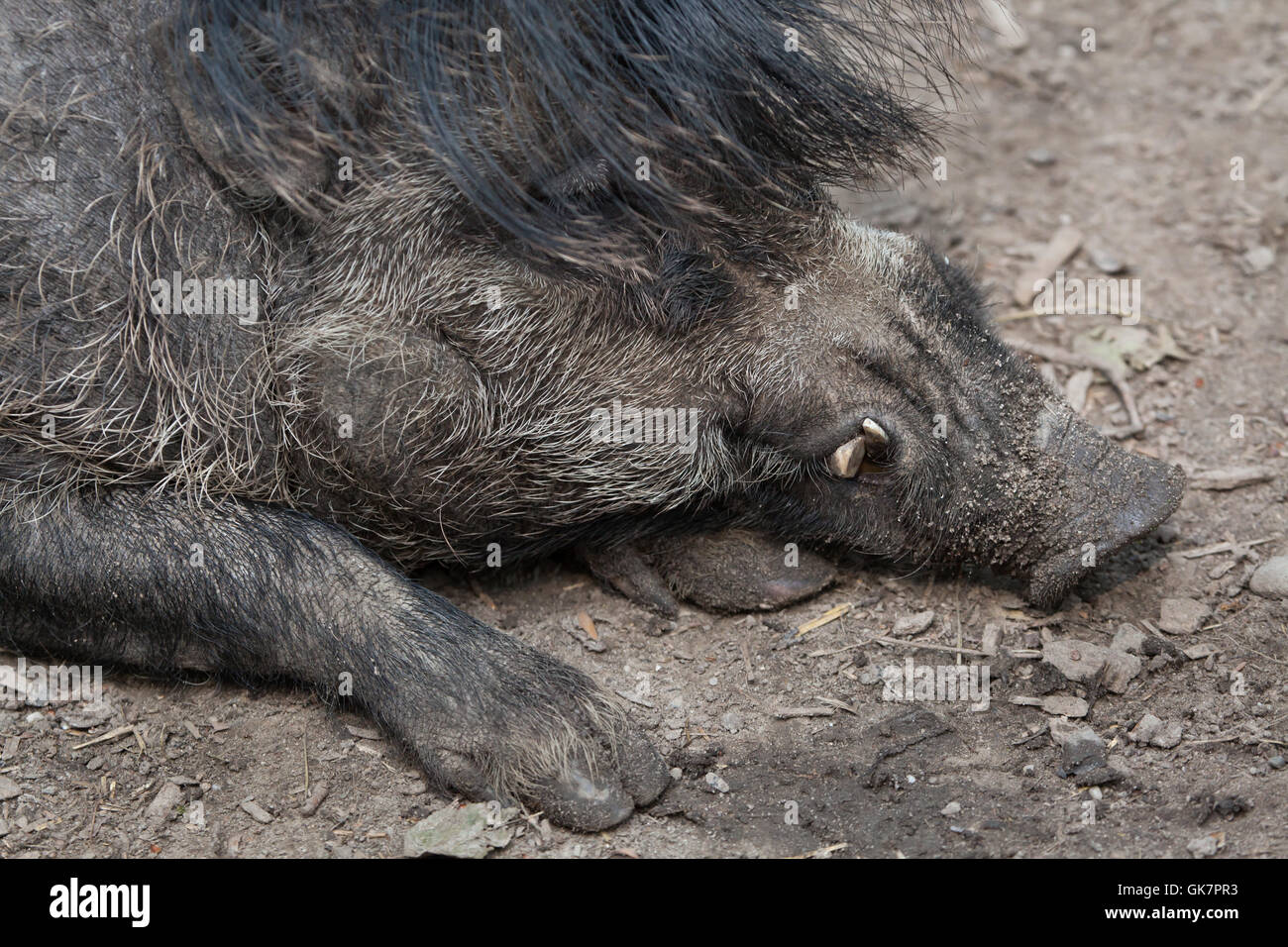 Visayan warty pig (Sus cebifrons). Wildlife animal Stock Photo - Alamy