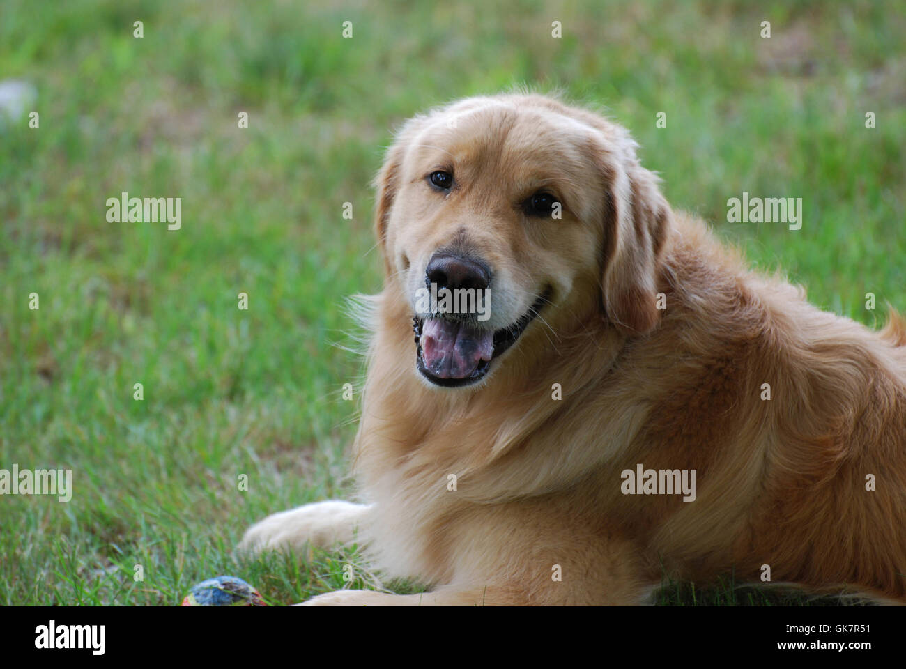 Smiling golden retriever puppy dog Stock Photo - Alamy