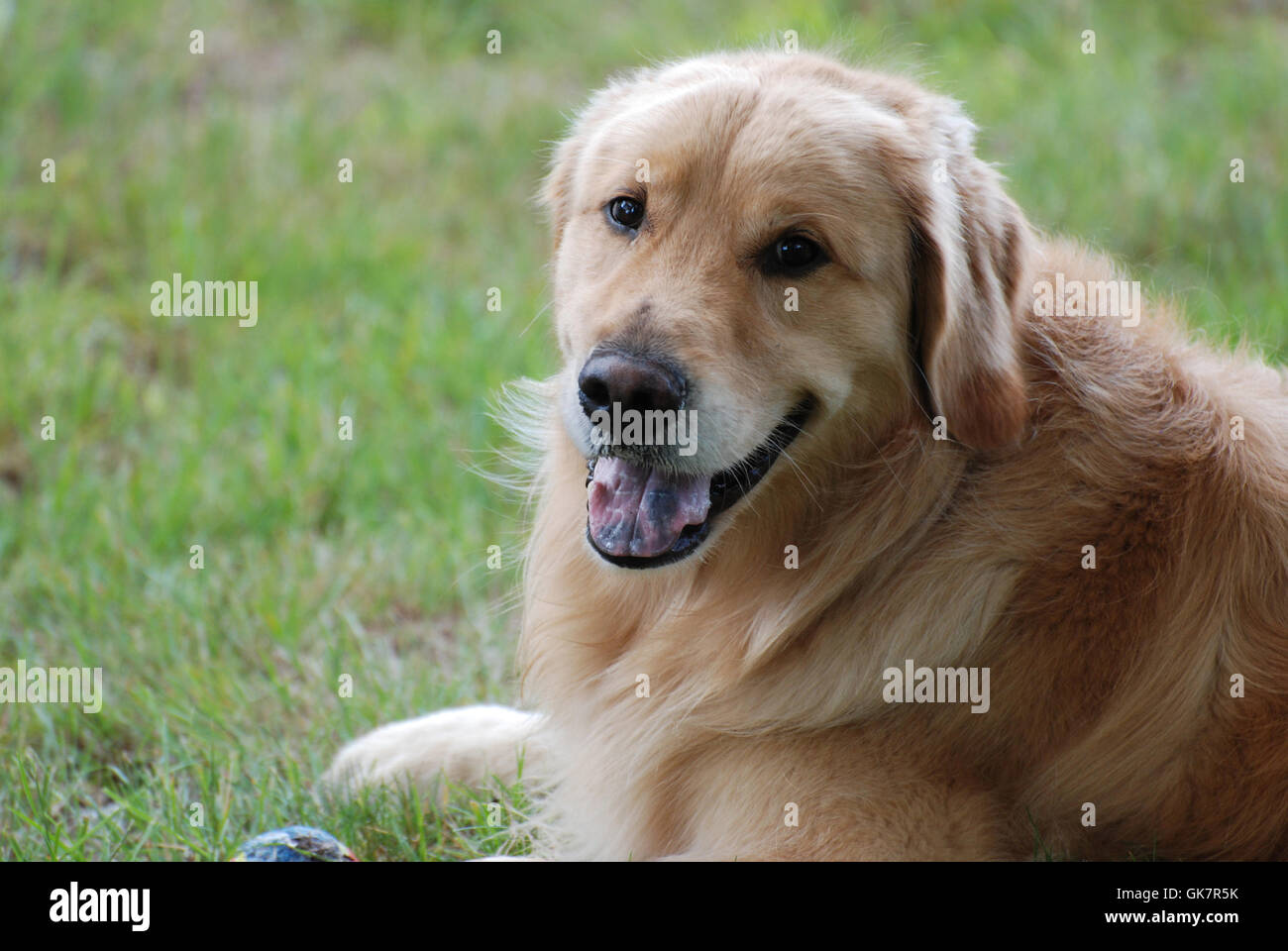 Happy golden retriever dog with a very satisfied expression Stock Photo ...