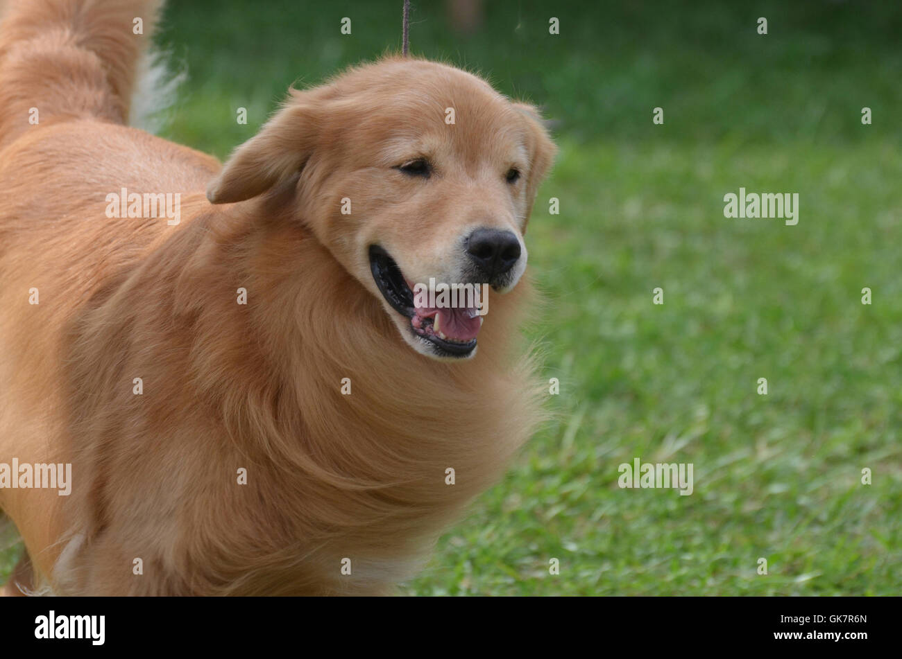 Adorable face of a golden retriever puppy dog Stock Photo - Alamy