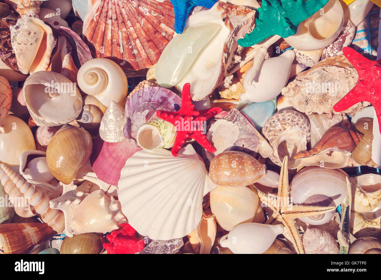 Shop sea shells hi-res stock photography and images - Alamy