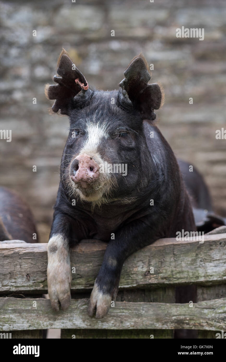 Pig on a fence Stock Photo - Alamy