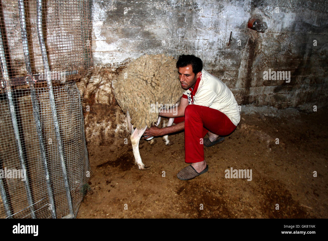 West Bank, Palestine. 18th Aug, 2016. Palestinian blind man Rami Abu ...