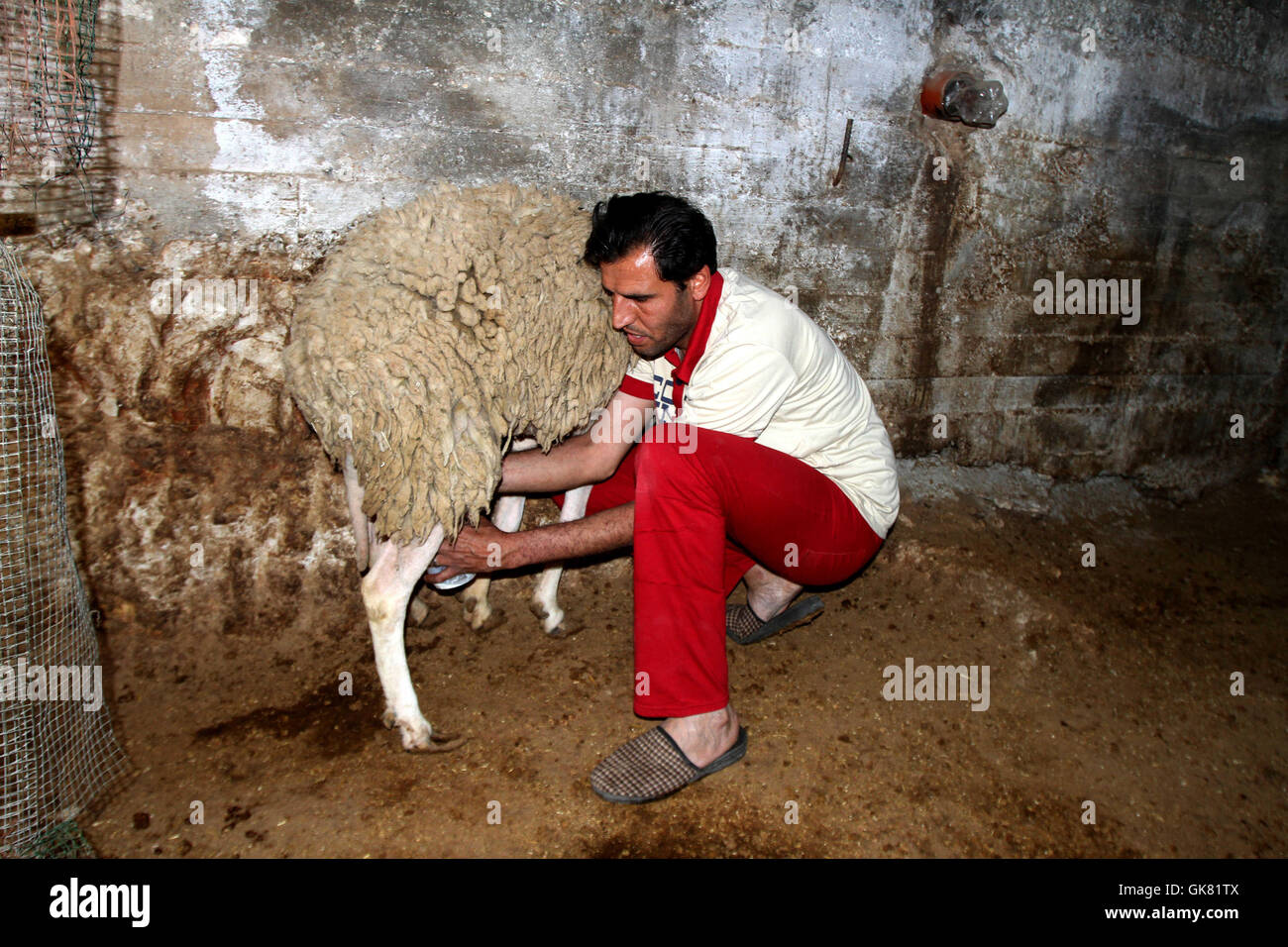 Nablus, Palestine. 18th Aug, 2016. Palestinian blind man Rami Abu Ras ...