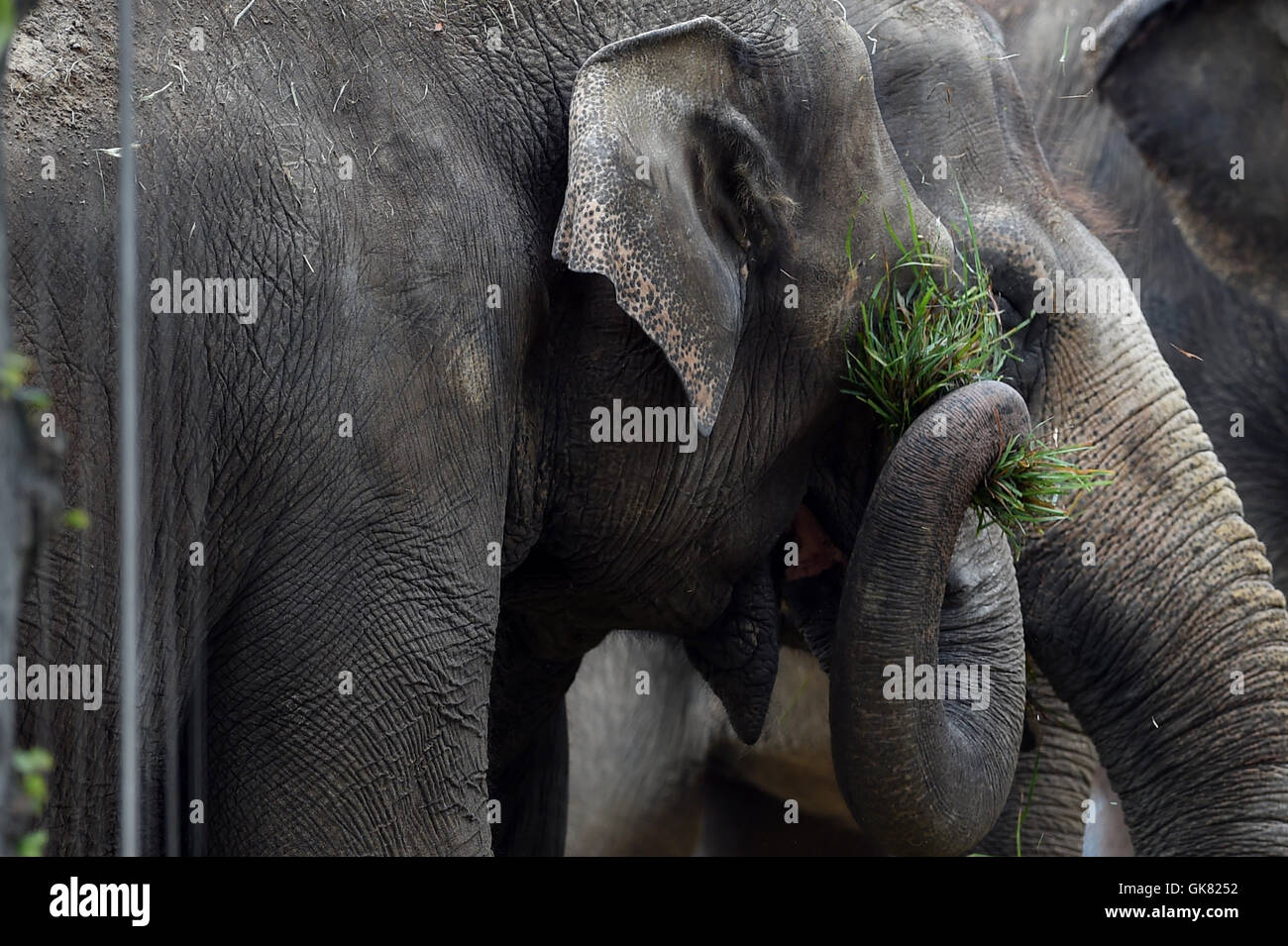 Berlin, Germany. 18th Aug, 2016. Elephants eating together at the zoo ...