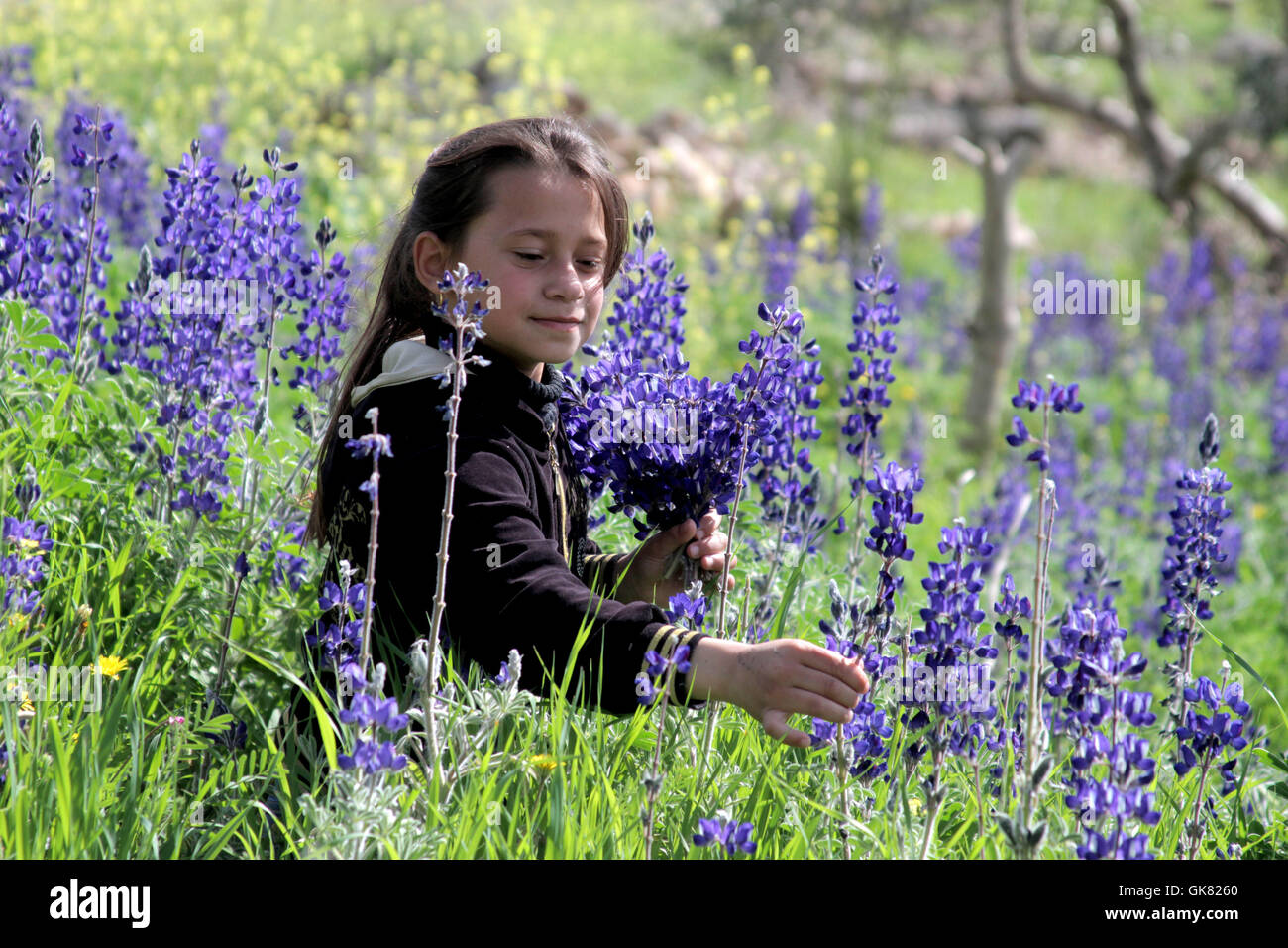 West Bank, Palestine. 18th Aug, 2016. A Palestinian collects Anemone ...