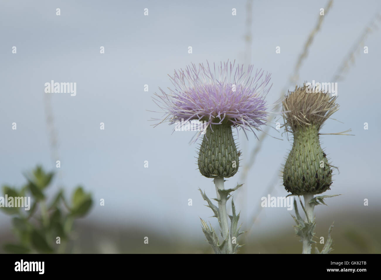 Wichita plant hi-res stock photography and images - Alamy