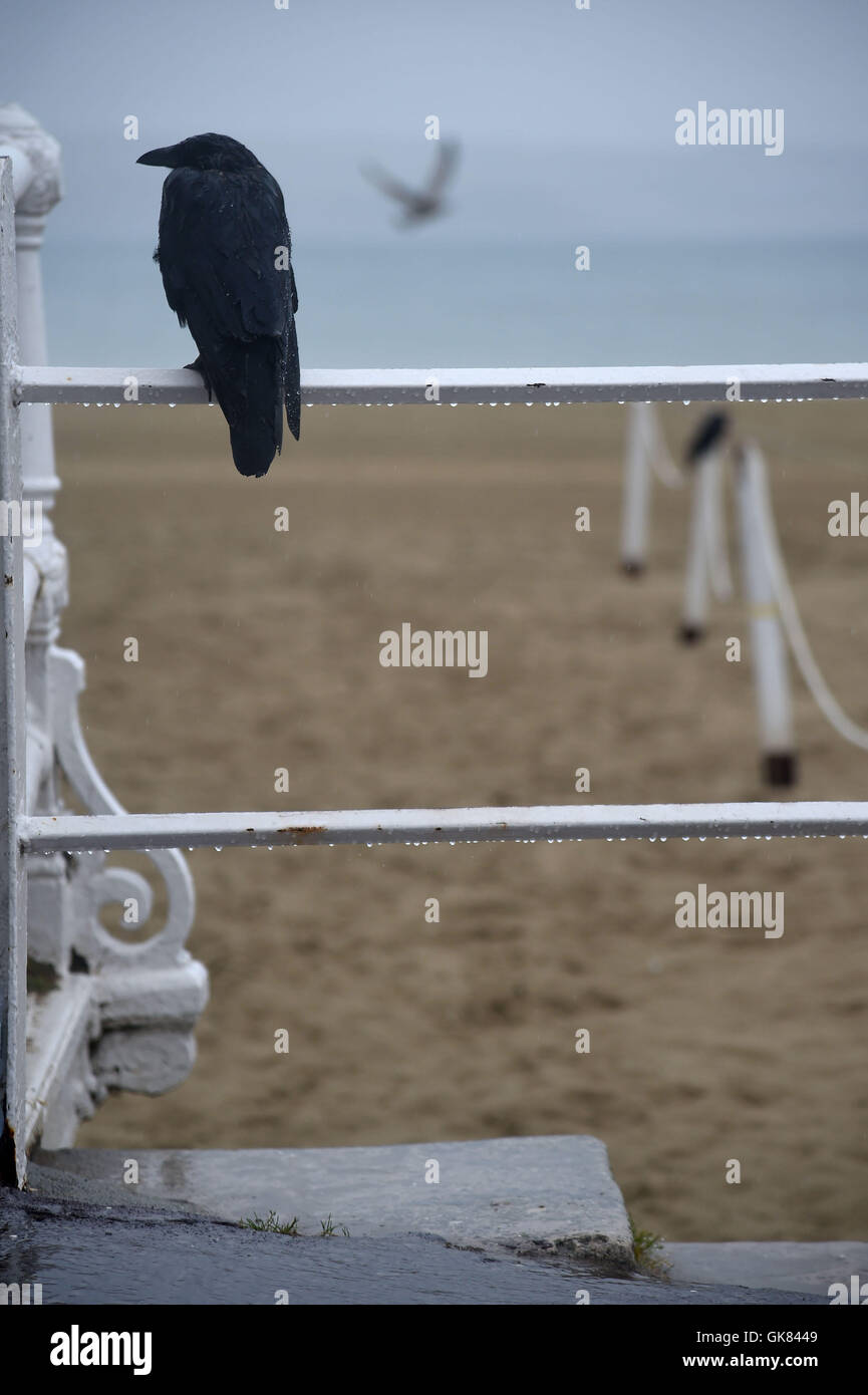 Crow and beach hi-res stock photography and images - Alamy