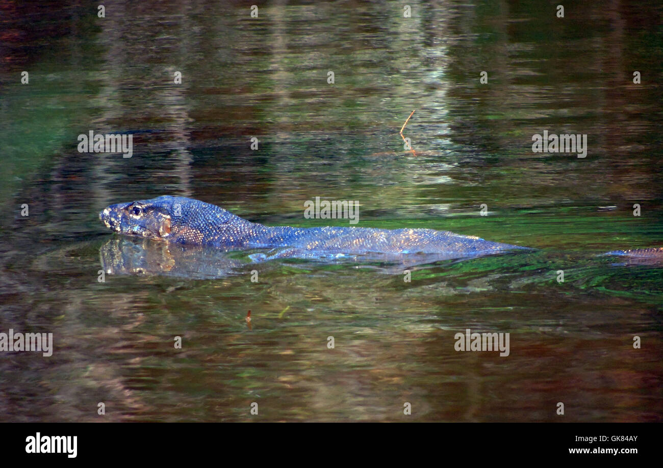Mangrove monitor lizard hi-res stock photography and images - Alamy