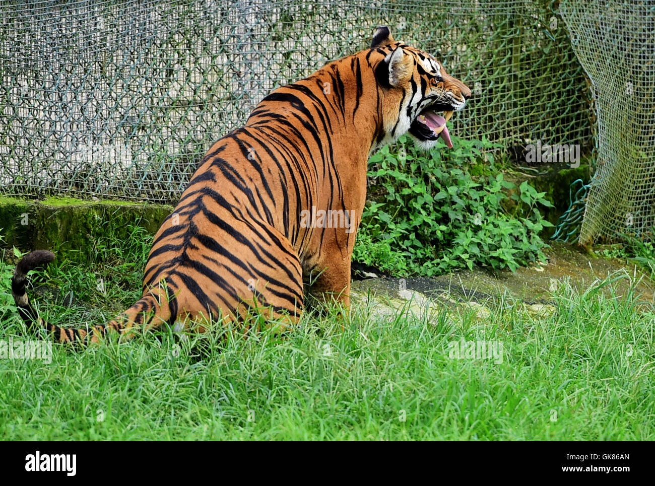 Longyan, China's Fujian Province. 19th Aug, 2016. A South China Tiger ...