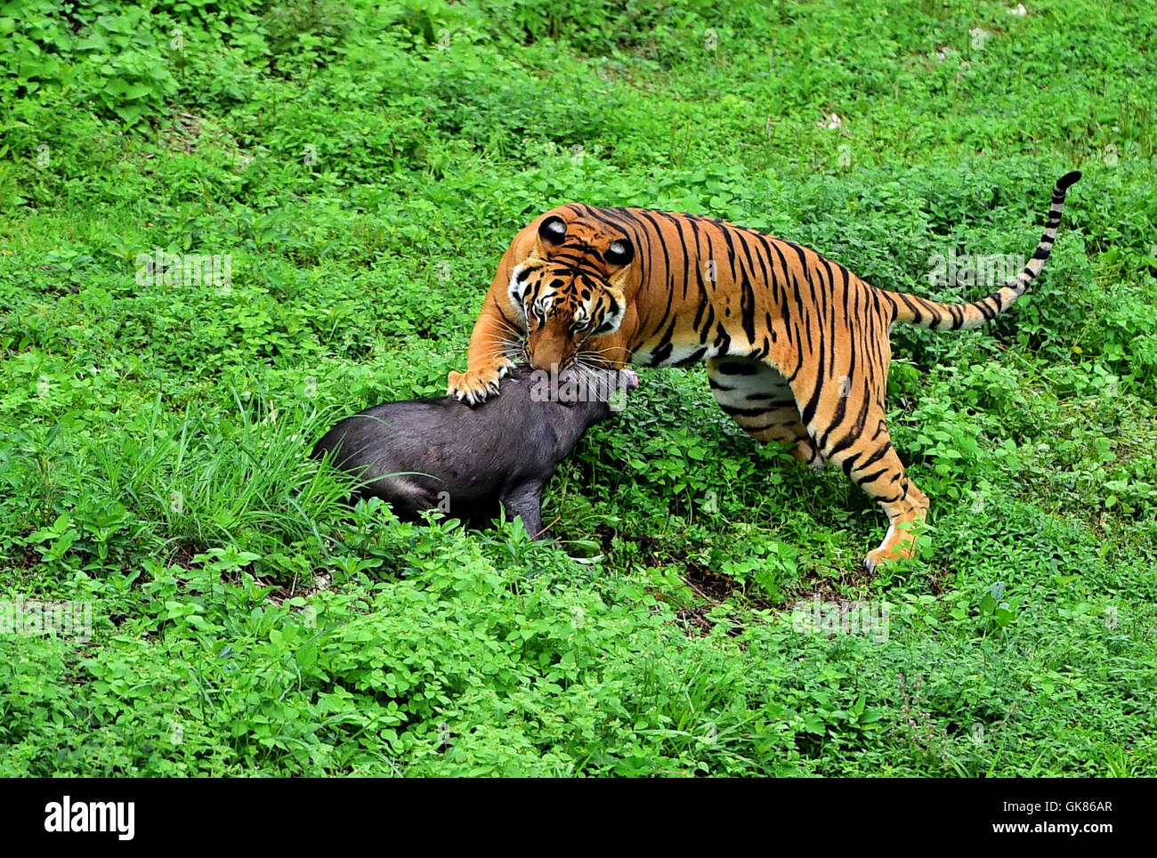 Longyan, China's Fujian Province. 19th Aug, 2016. A South China Tiger ...