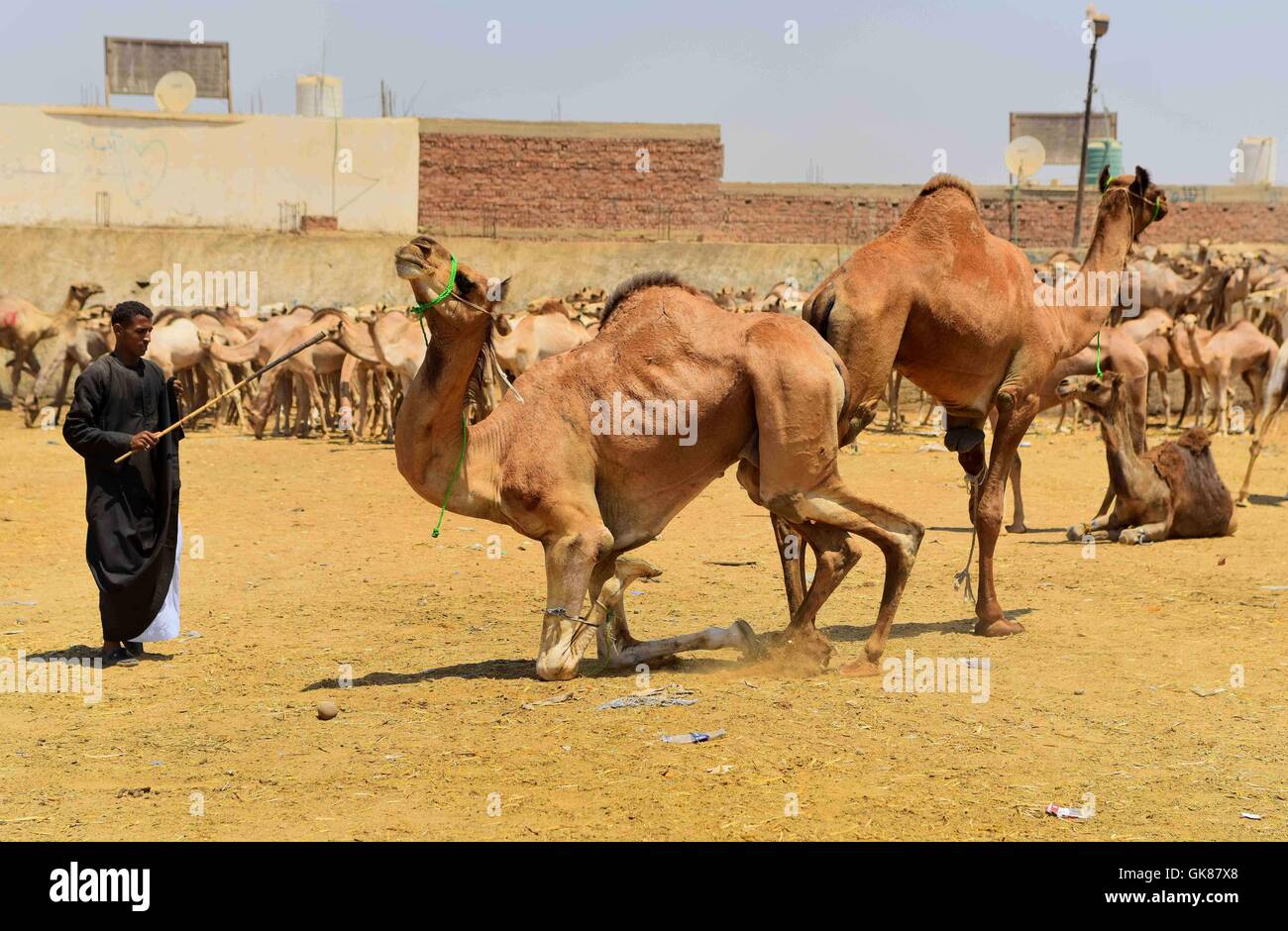 Cairo, Egypt. 19th Aug, 2016. An Egyptian camel vendor leads his camel ...