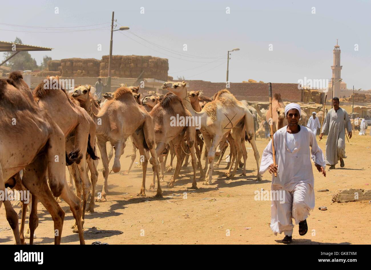 Cairo, Egypt. 19th Aug, 2016. An Egyptian camel vendor leads his camel ...