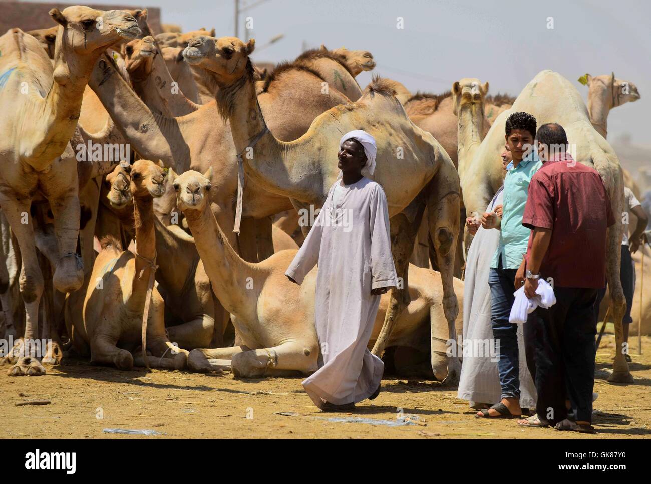 Cairo, Egypt. 19th Aug, 2016. An Egyptian camel vendor displays his ...