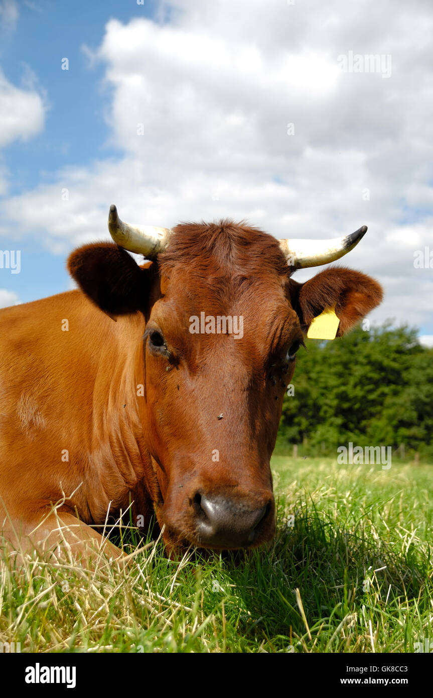 White cow face hi-res stock photography and images - Alamy