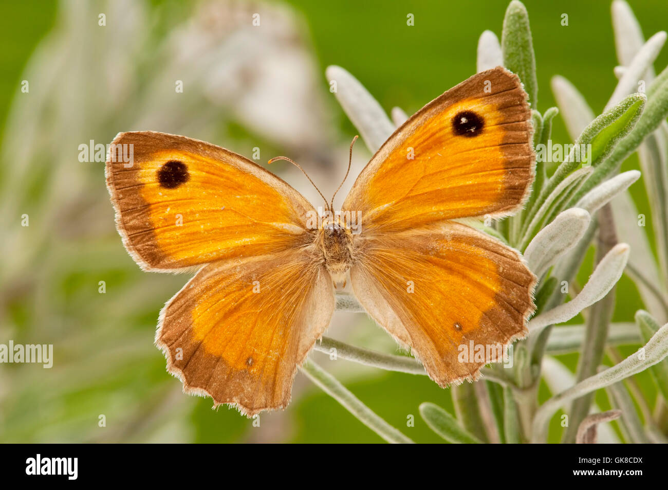 insects butterfly animals Stock Photo - Alamy