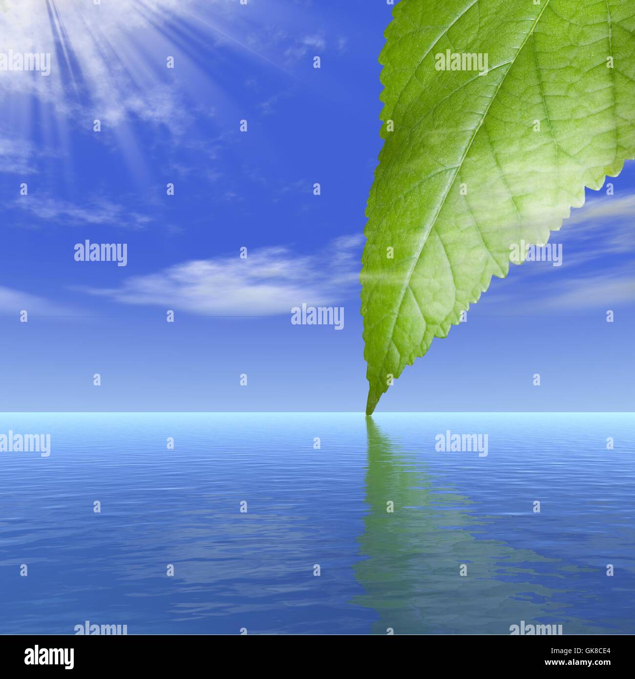 leaf and water Stock Photo - Alamy