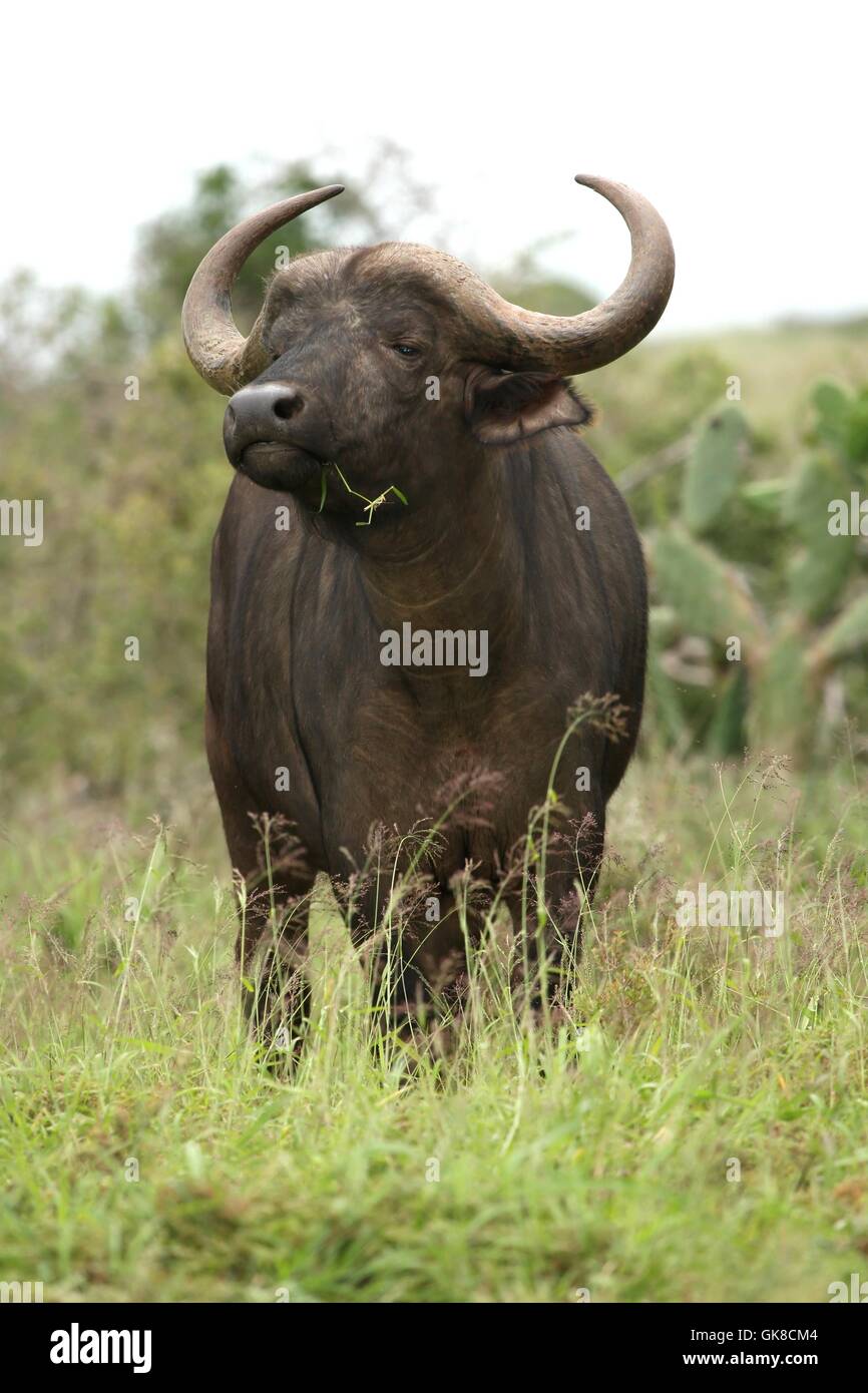 Curved buffalo horns hi-res stock photography and images - Alamy