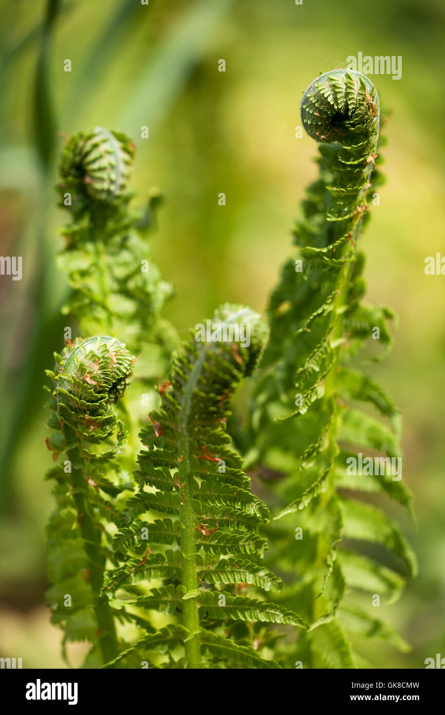 spiral of young fern in spring Stock Photo - Alamy