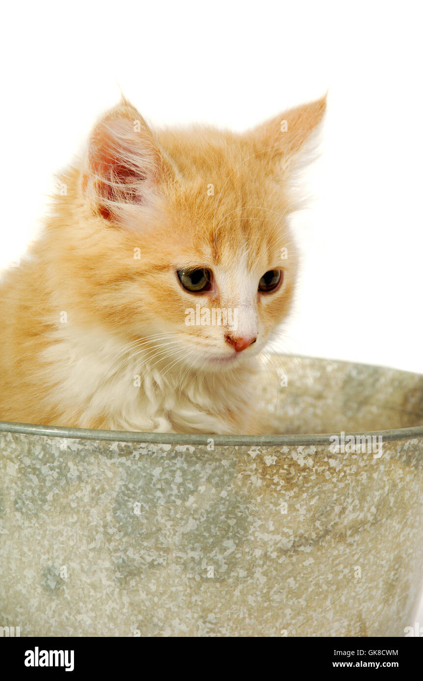 Kitten in bucket Stock Photo - Alamy