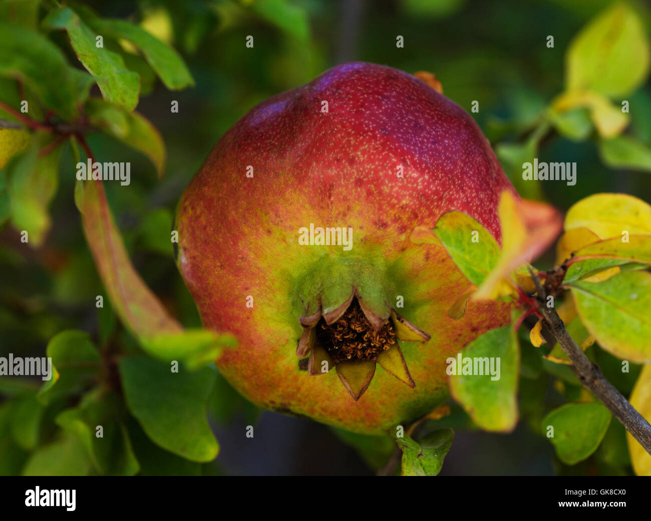 Pomegranate Crown High Resolution Stock Photography and Images - Alamy