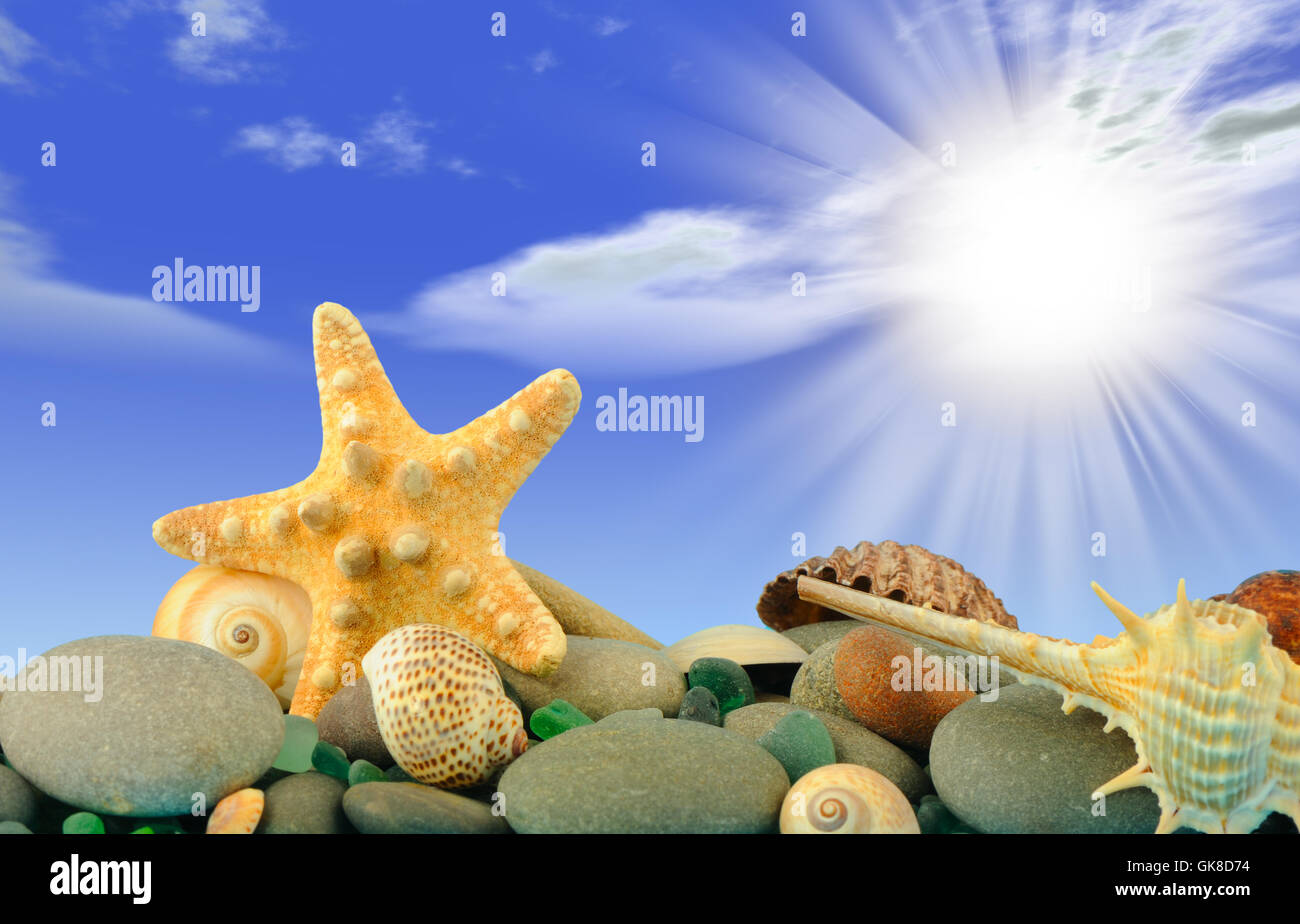 Starfish and set of objects of the sea underwater world Stock Photo - Alamy