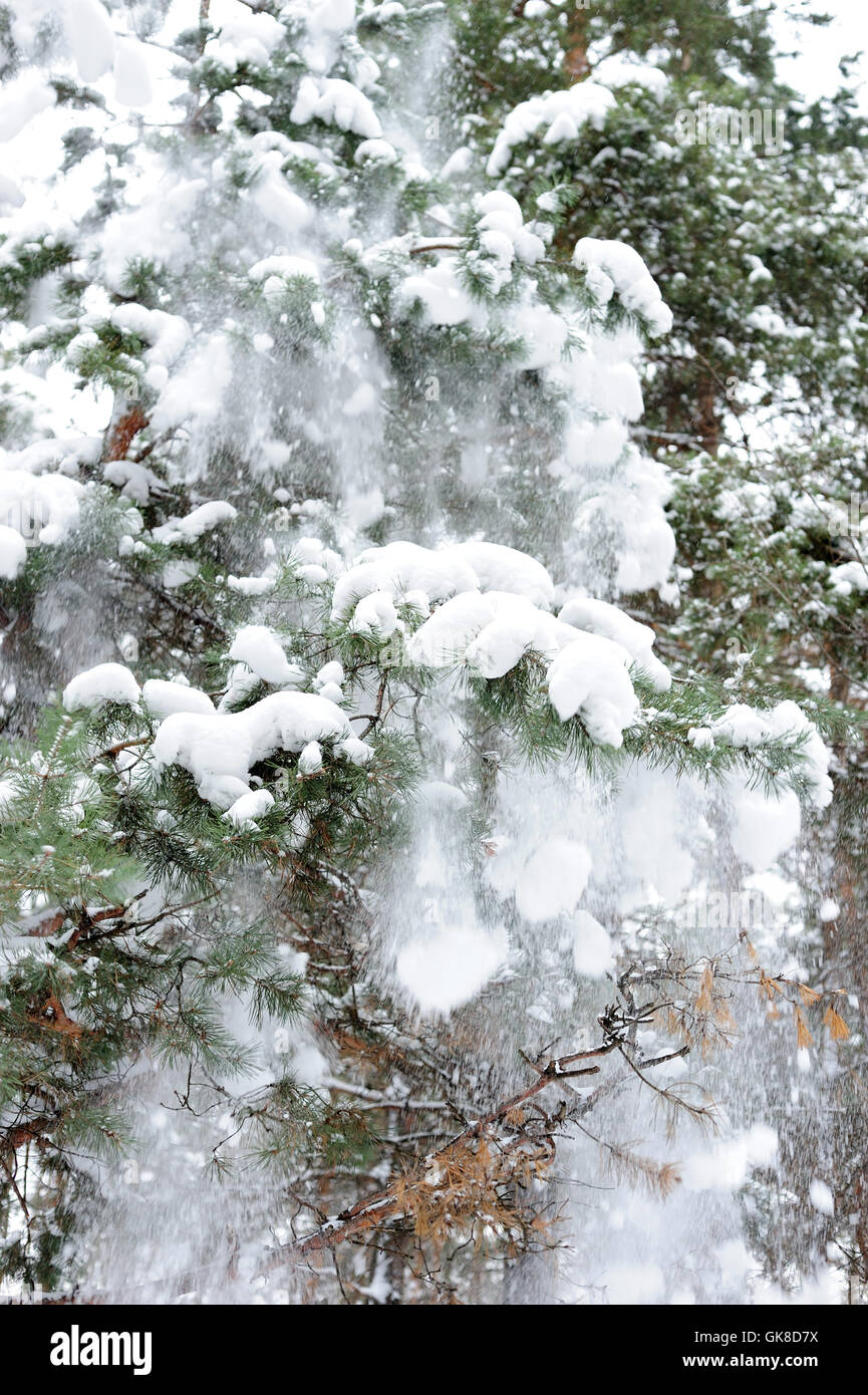 Snow on a fur-tree Stock Photo - Alamy