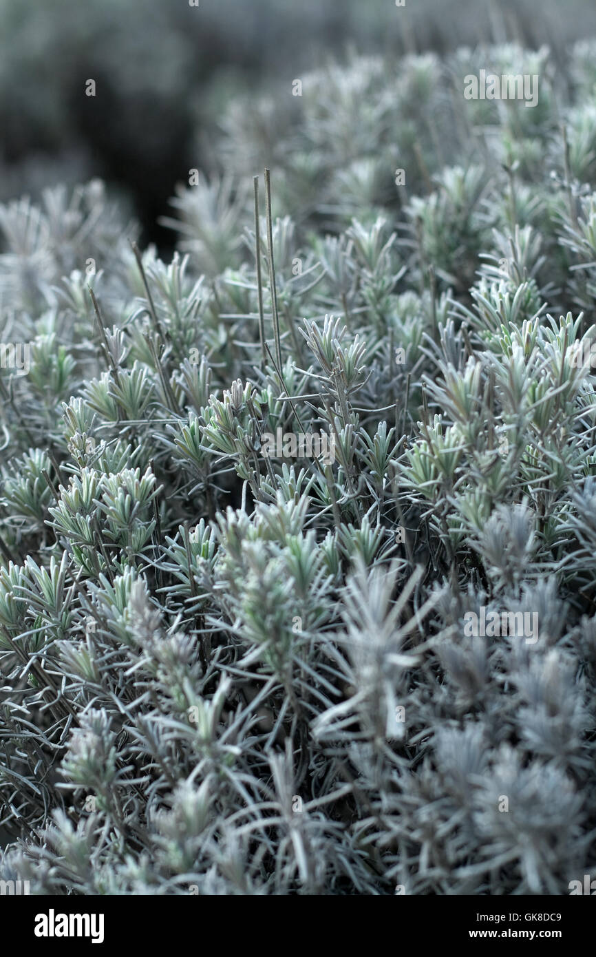 Lavender bushes in the spring Stock Photo - Alamy